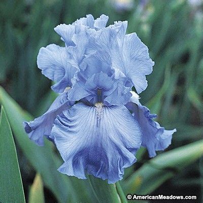 Bearded Iris Monets Blue Iris Germanica American Meadows Iris