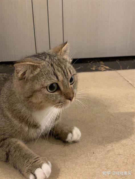 猫咪先驱虫还是先打针？驱虫、疫苗、洗澡先后顺序安排~别再搞错了！ 知乎