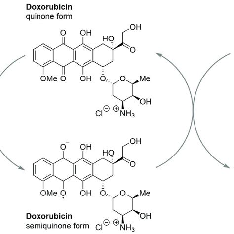Redox Cycling Of Doxorubicin One Electron Reduction Of The Quinone Download Scientific Diagram