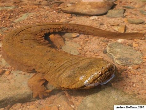 Indiana Reptiles And Amphibians Advocacy Hoosier Herp Society