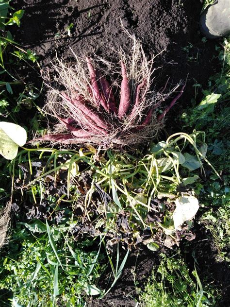 Урожай 2022 Тропический плод выращен на 57 й параллели 25 10 22 19 50 Пикабу