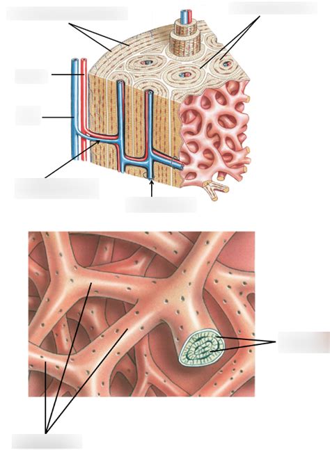Bone Diagram Diagram Quizlet