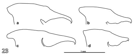 Tegumen Uncus A Chitoria Leei Lang 2009 B Chitoria Ulupi Ulupi Download Scientific Diagram