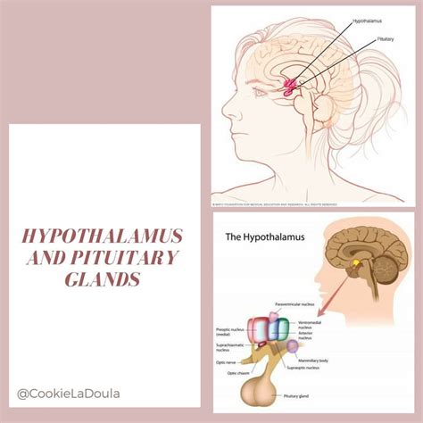 The Hypothalamus And Pituitary Gland Both Play Major Roles In Our