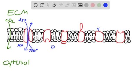 SOLVED How Do The Components And Structure Of Cell Membranes Relate To The Functions Of Membranes