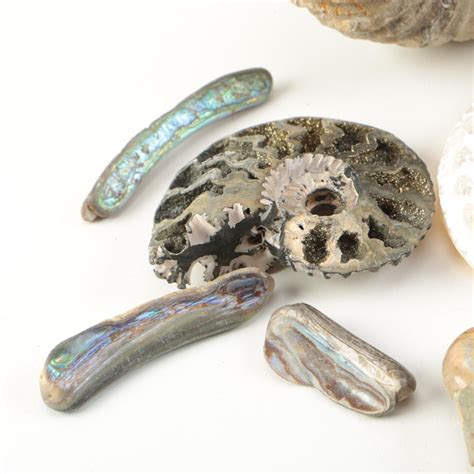 Mollusk Fossil Specimens Ebth