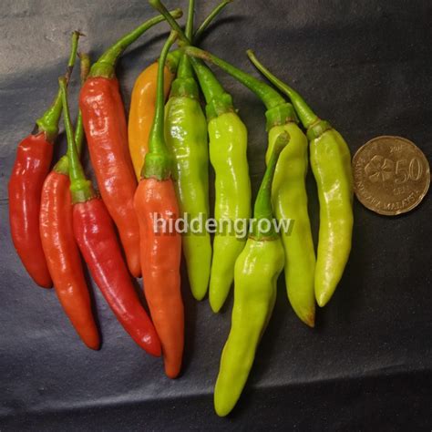 Biji Benih Cili Cabai Rawit Madun Cili Padi Shopee Malaysia