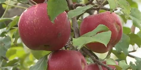 Eaton County Fruit Grower Who Opposes Same Sex Marriage Wins Ruling