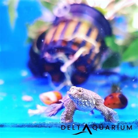 Buy Chinese Softshell Turtle Trionyx Sinensis Online Uk Stockist