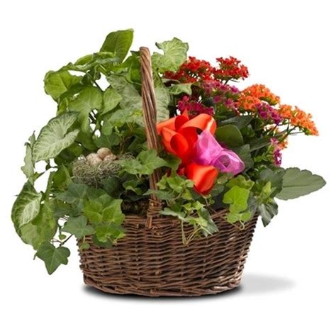 Kalanchoe Garden Basket At Send Flowers