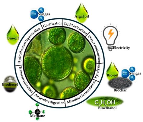 Valorization Of Algal Biomass To Biofuel A Review