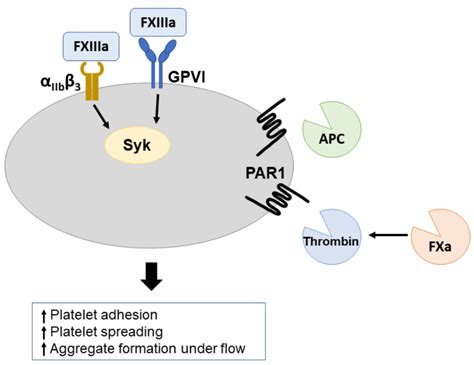 Coagulation Factor Xiiia And Activated Protein C Activate Platelets Via