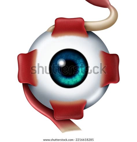 45 Imágenes Fotos De Stock Objetos En 3d Y Vectores Sobre Músculo Oblicuo Inferior Shutterstock