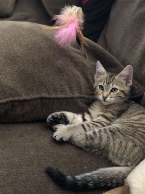 Naughty Kitty Kittens