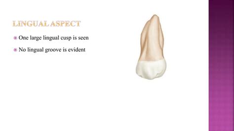Maxillary Molars Pdf About The Occlusal Aspect Of Molar Ppt