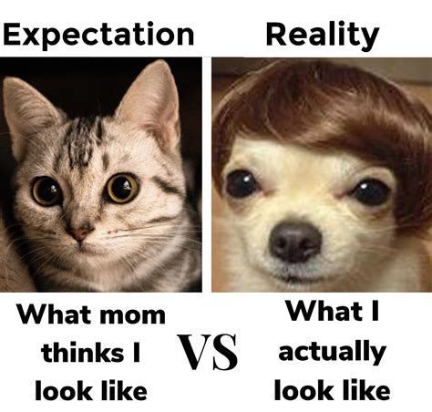Expectations Vs Reality 20 Hilarious Memes That Sum Up Lifes