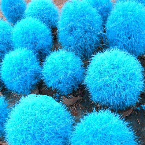 Burning Bush Grass Kochia Scoparia Trichophylla Viable Seeds Uk