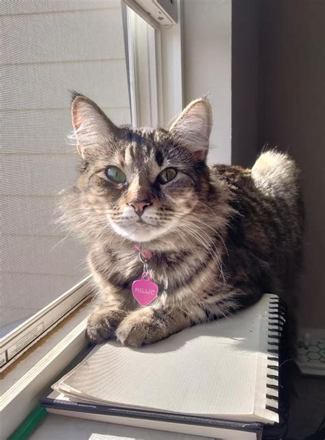 Sunshine Kitty Rfloof