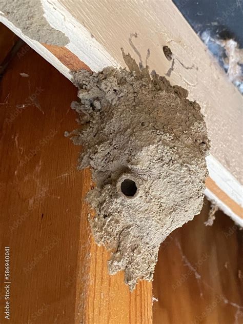 Foto De Mud Dauber Wasp Nest In Shed Do Stock Adobe Stock