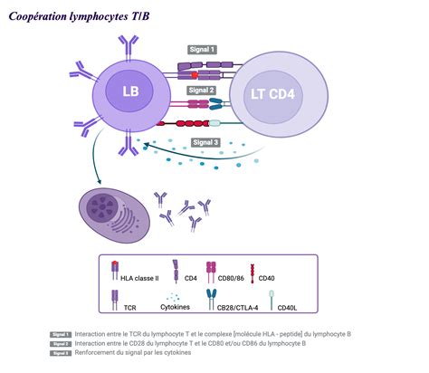 Activation Des Lymphocytes B