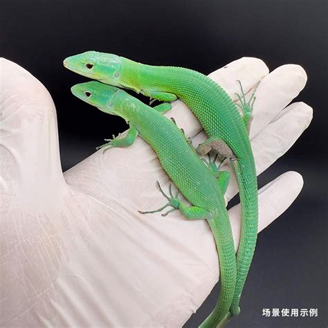 绿蓝龙纹翡翠蜥澳伞澳水双冠斑帆小飞龙高端蜥蜴宠物：🐾打造你的专属奇幻宠物乐园！ 爬宠垫料 淘宝好物网