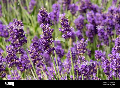English Lavender Lavandula Angustifolia At Victoria Jenkins Blog