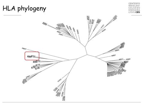 Ppt Mhc Binding And Mhc Polymorphism Powerpoint Presentation Free Download Id 4273052