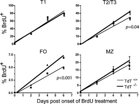 Brdu Labeling Kinetics In Splenic B Cells Of Chimeric Mice Continuous