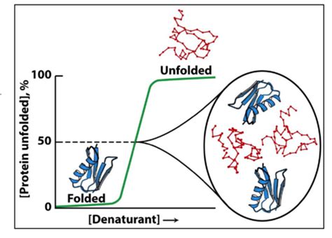 protein folding and unfolding flashcards quizlet