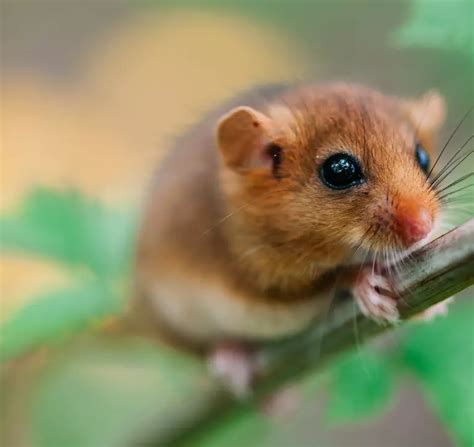 Hazel Dormouse Zsl