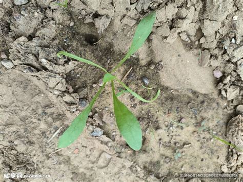 一棵草摄影图花草生物世界摄影图库昵图网