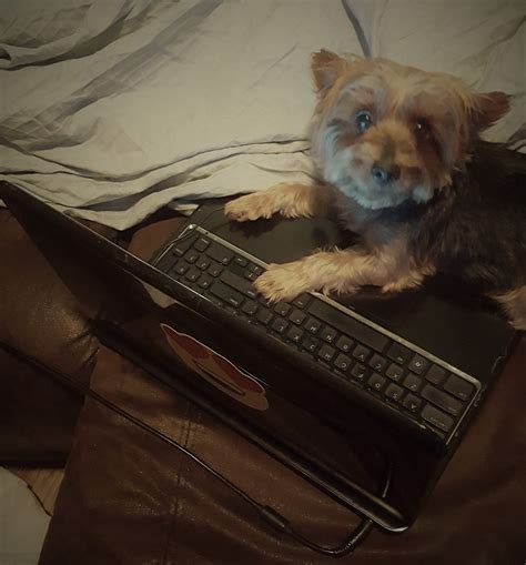 Cameron Everett Medium