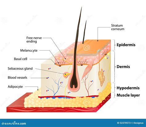 Skin Layers Stock Vector Illustration Of Dermatology 52370573