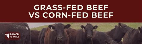 Grass Fed Beef Vs Corn Fed Beef Everything You Need To Know Ranch