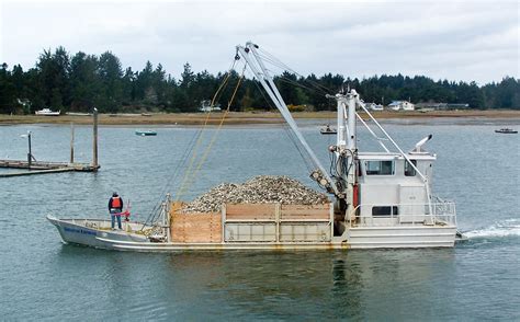 Traditional Bed Or Bottom Culture — Penn Cove Shellfish