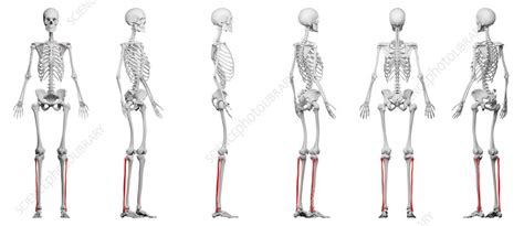 Fibula Illustration Stock Image F038 2793 Science Photo Library