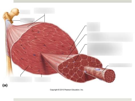 Anatomy Exam 1 Diagram Quizlet
