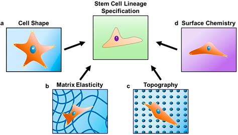 Extracellular Matrix Hydrogel At Lidia Bechtol Blog
