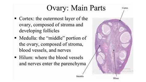 Histology Of Female Reproductive System Pptx