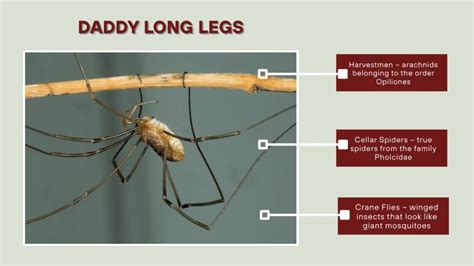 Are Daddy Long Legs Really Spiders Debunking The Confusion