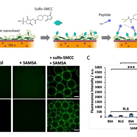 A Schematic Representation Of The Functionalisation Protocol B