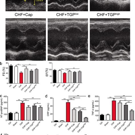 Tgp Improved The Heart Function In Chf Rats A Representative