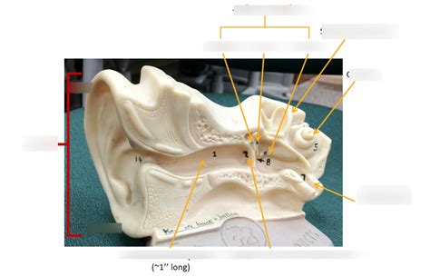 Ear Canal Diagram Quizlet