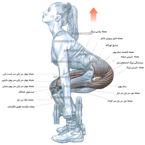 اسکوات با دمبل ویدیو و نکات آموزشی