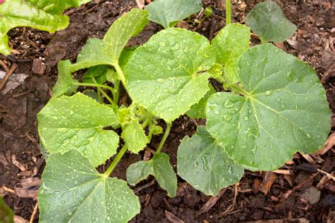 Cantaloupe Plant