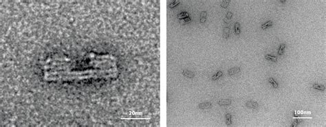 Synthetic Molecular Machines With Dna Origami Microscopy Australia