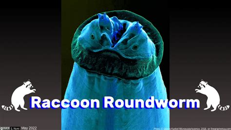 Raccoon Roundworm Speaker Deck