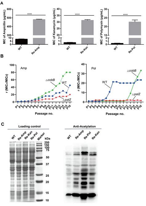 The Relationship Between Protein Acetylation Modification Of Download Scientific Diagram
