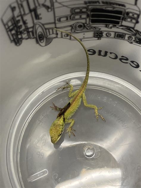 Anyone Know What Type Of Lizard This Is Found In West Charlotte Nc