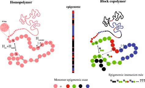 Coarse Grained Bead Spring Polymer Models Of Chromatin Left